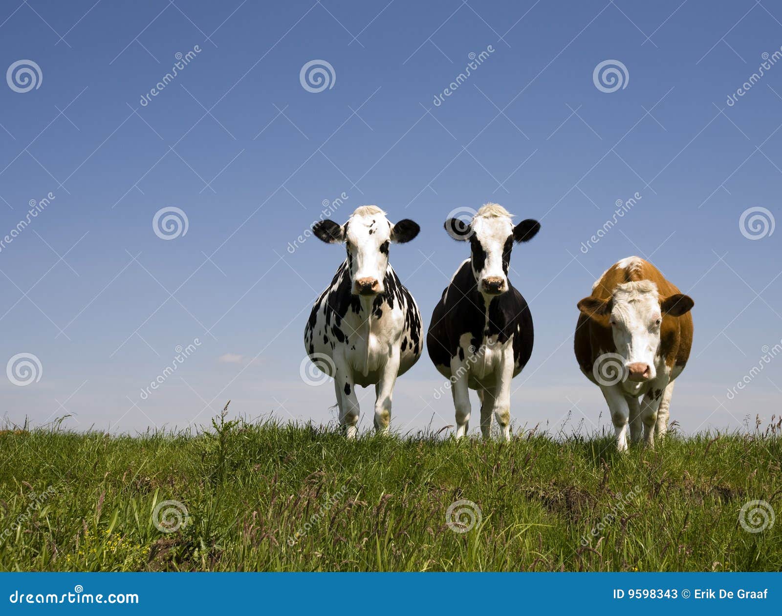 Dutch cows stock image. Image of farmland, agriculture - 9598343