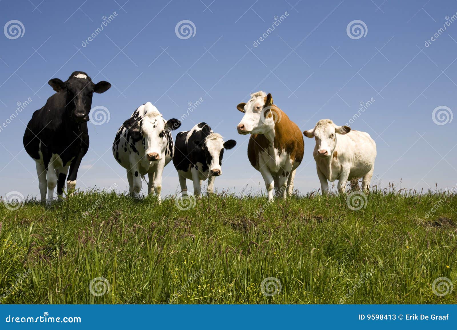Dutch cows stock image. Image of netherlands, meadow, animal - 9598413