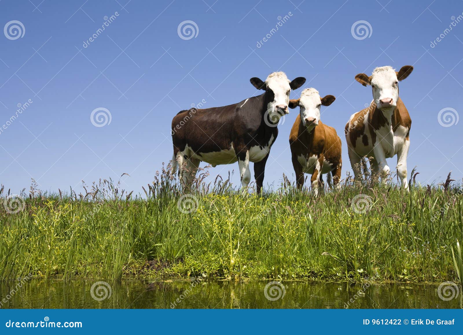 Dutch cows stock photo. Image of grassland, dairy, rural - 9612422
