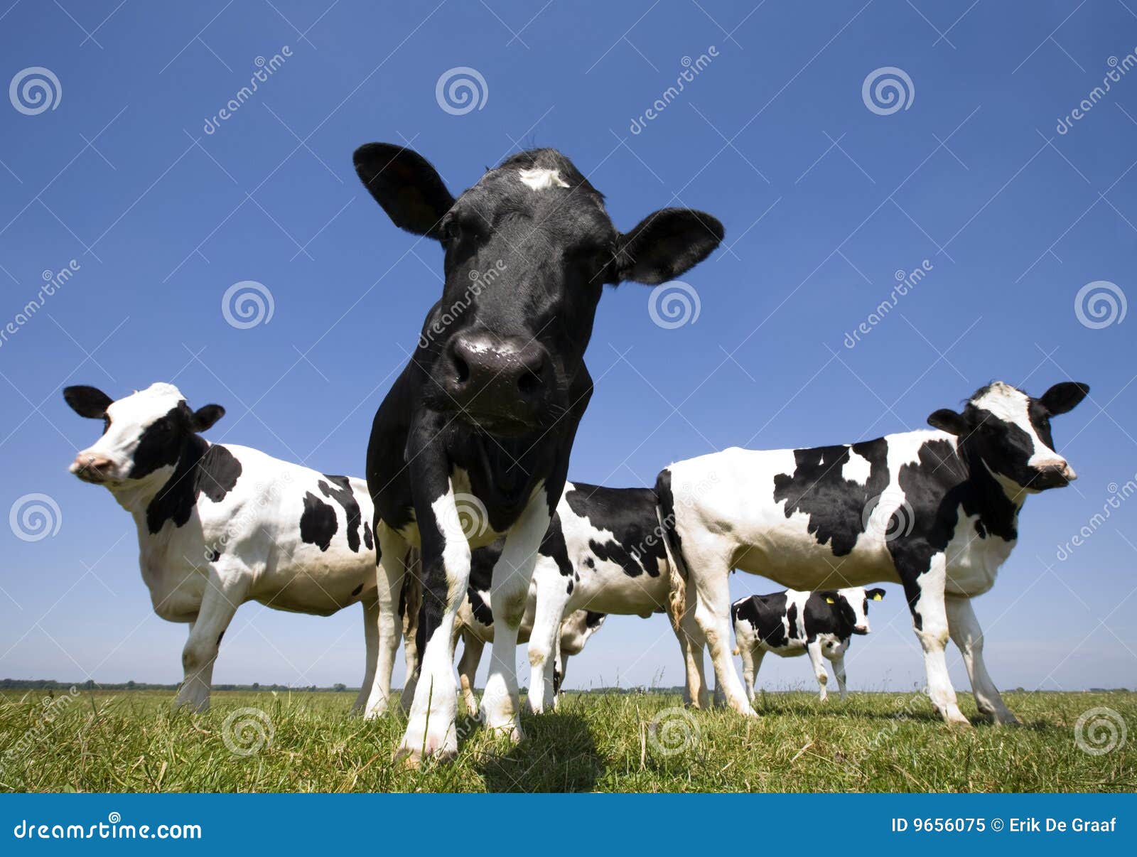 Dutch cows stock image. Image of grassland, grazing, farmland - 9656075