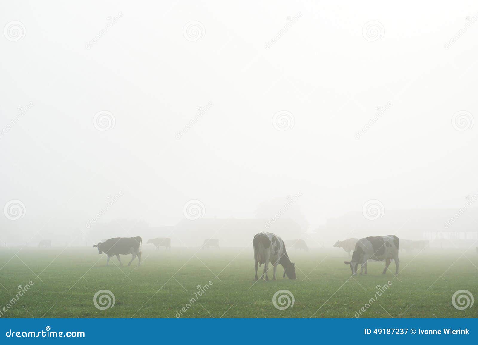 Dutch cows in fog stock image. Image of pastures, outdoor - 49187237