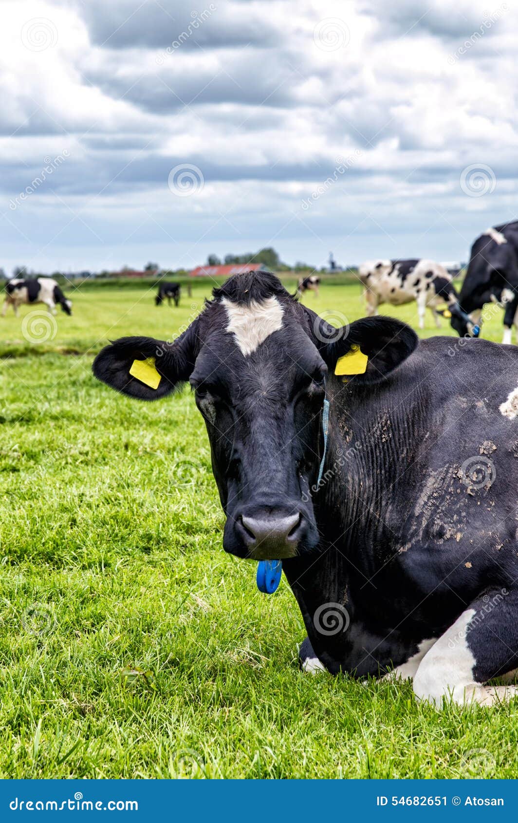 Dutch Cows stock image. Image of grazing, farming, healthy - 54682651
