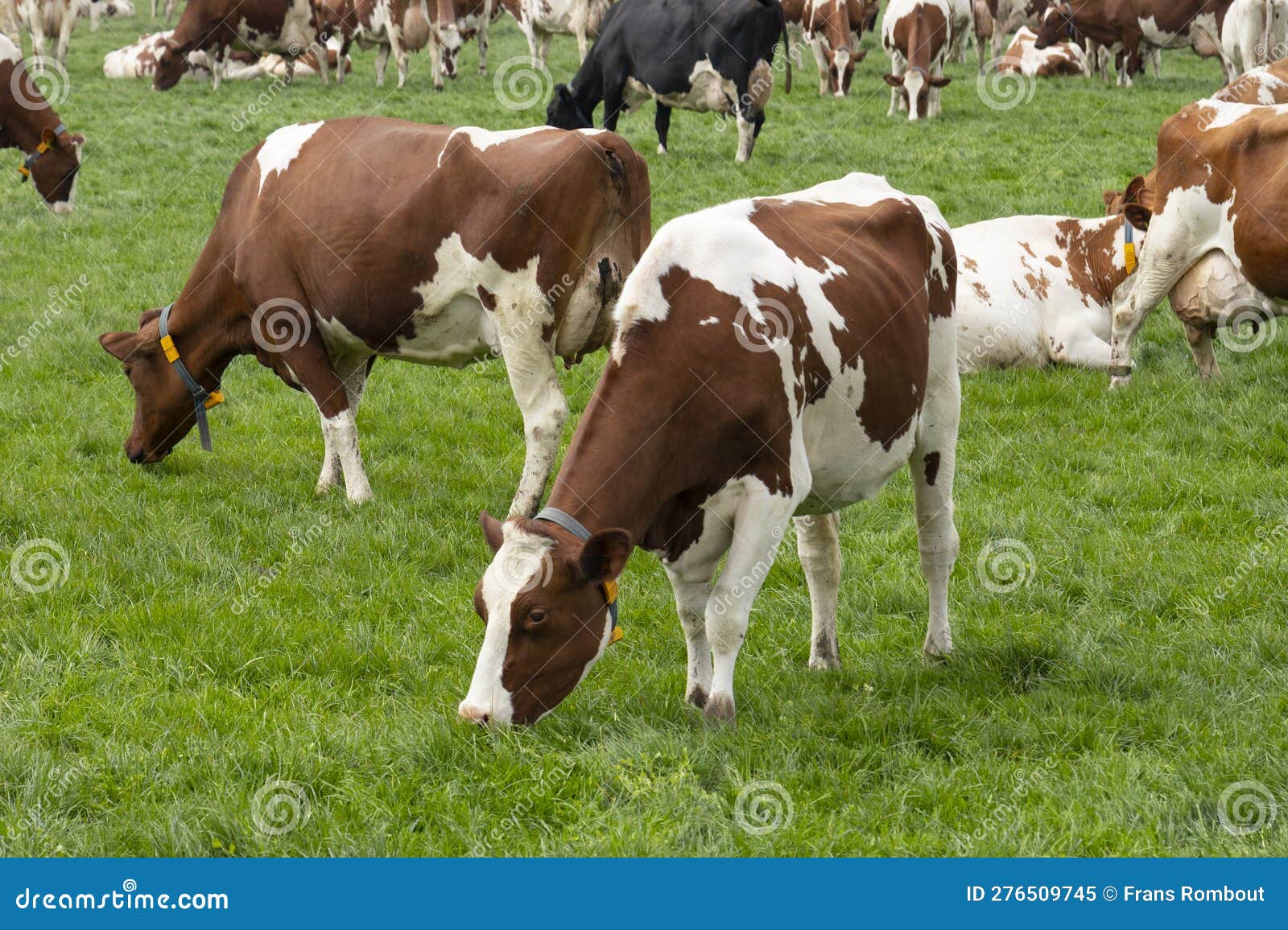 Dutch Cows Graze in the Meadow in Springtime Stock Image - Image of ...