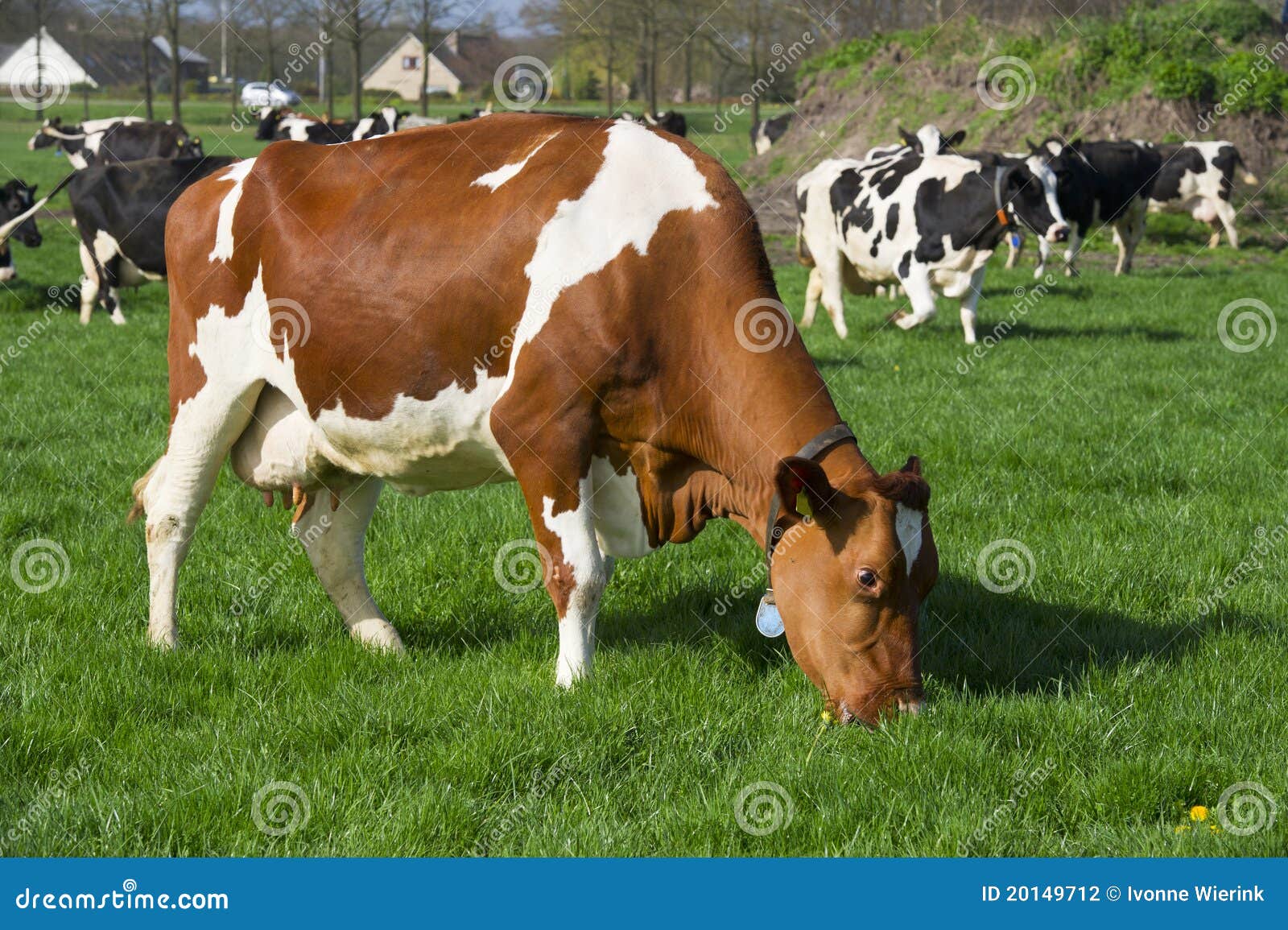 Dutch cows in landscape stock photo. Image of pastures - 20149712