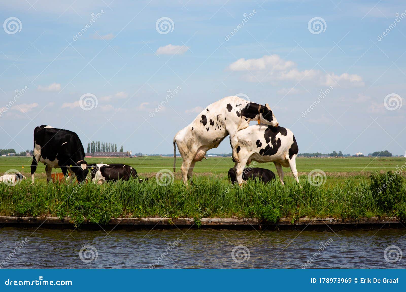 Dutch cows stock image. Image of field, landscape, grass - 178973969