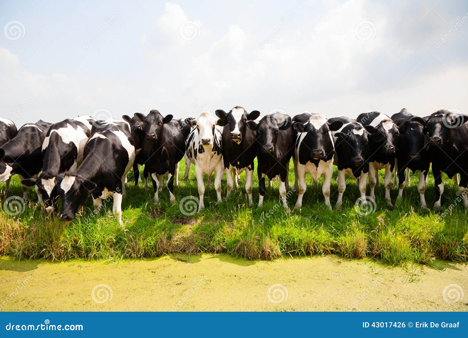Dutch cows stock photo. Image of cattle, holland, agriculture - 43017426