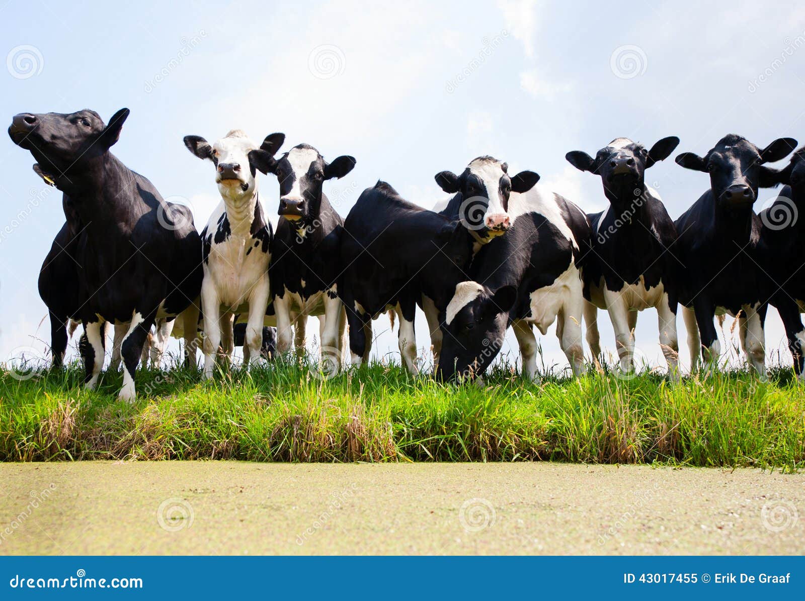 Dutch cows stock image. Image of farming, country, dutch - 43017455