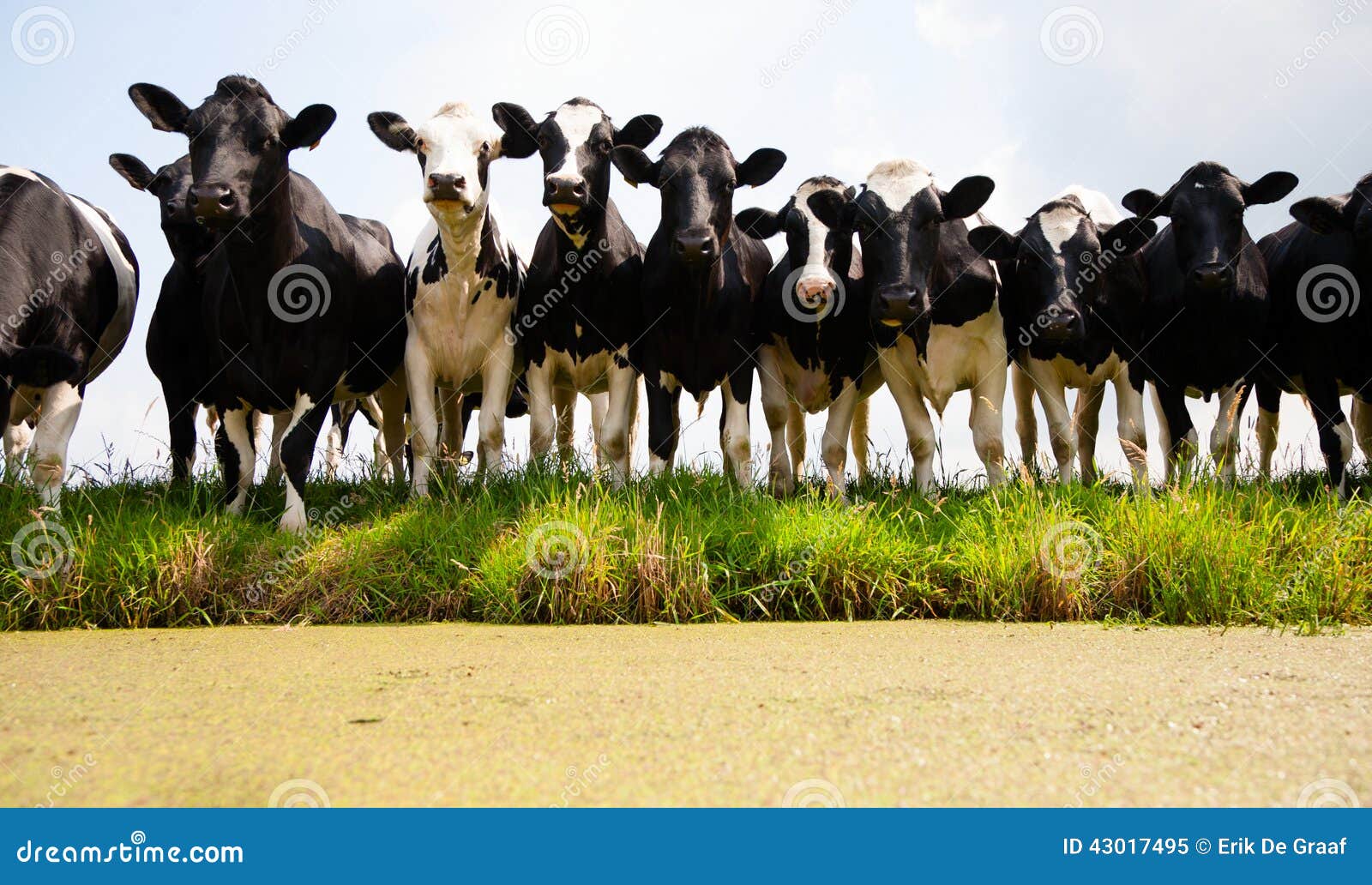 Dutch cows stock image. Image of grazing, beef, holland - 43017495