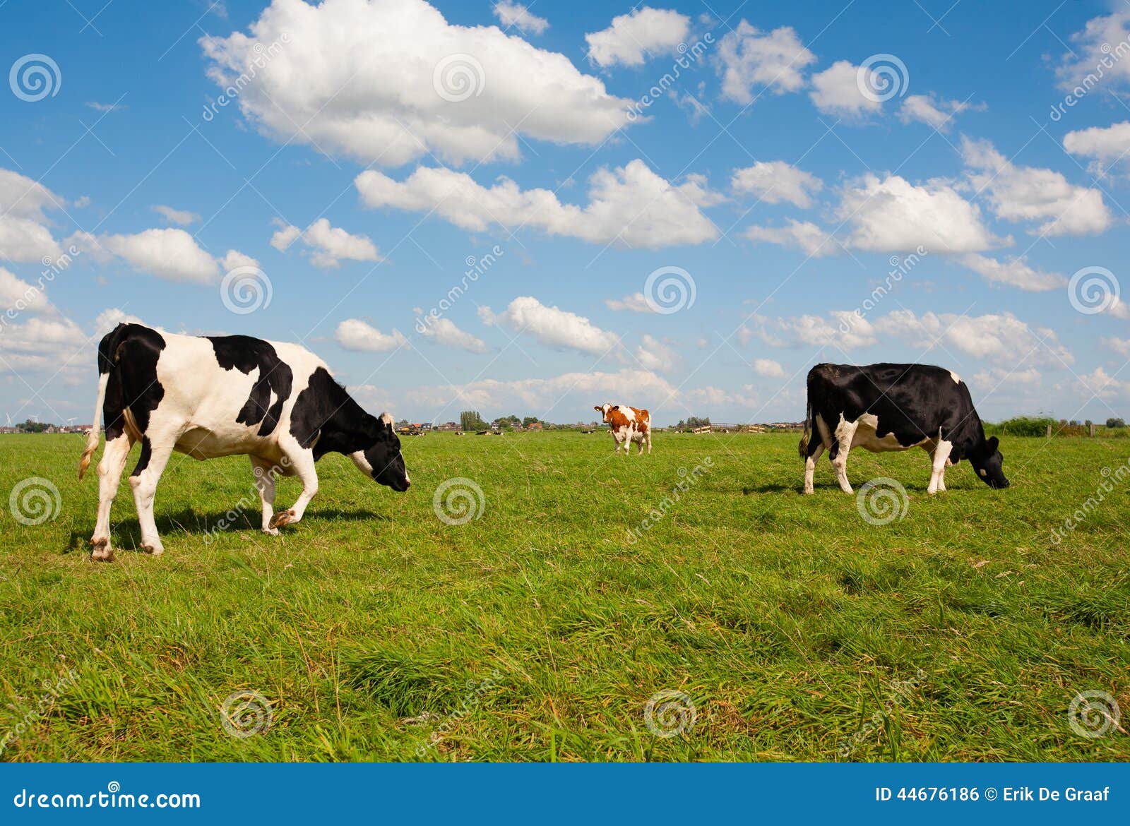 Dutch cows stock photo. Image of head, field, holland - 44676186