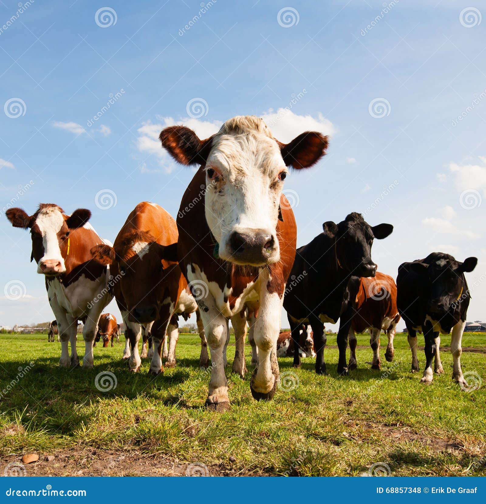 Dutch cows stock photo. Image of beef, cows, beast, holland - 68857348