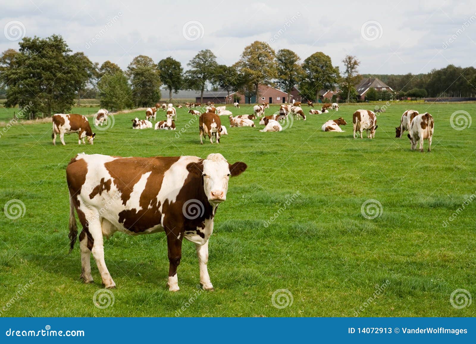 Dutch Cows in a Meadow Field Stock Image - Image of graze, country ...