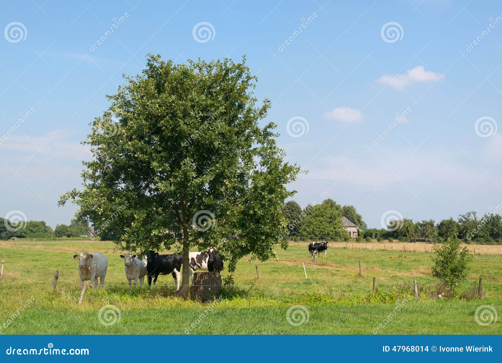 Dutch cows under tree stock photo. Image of achterhoek - 47968014