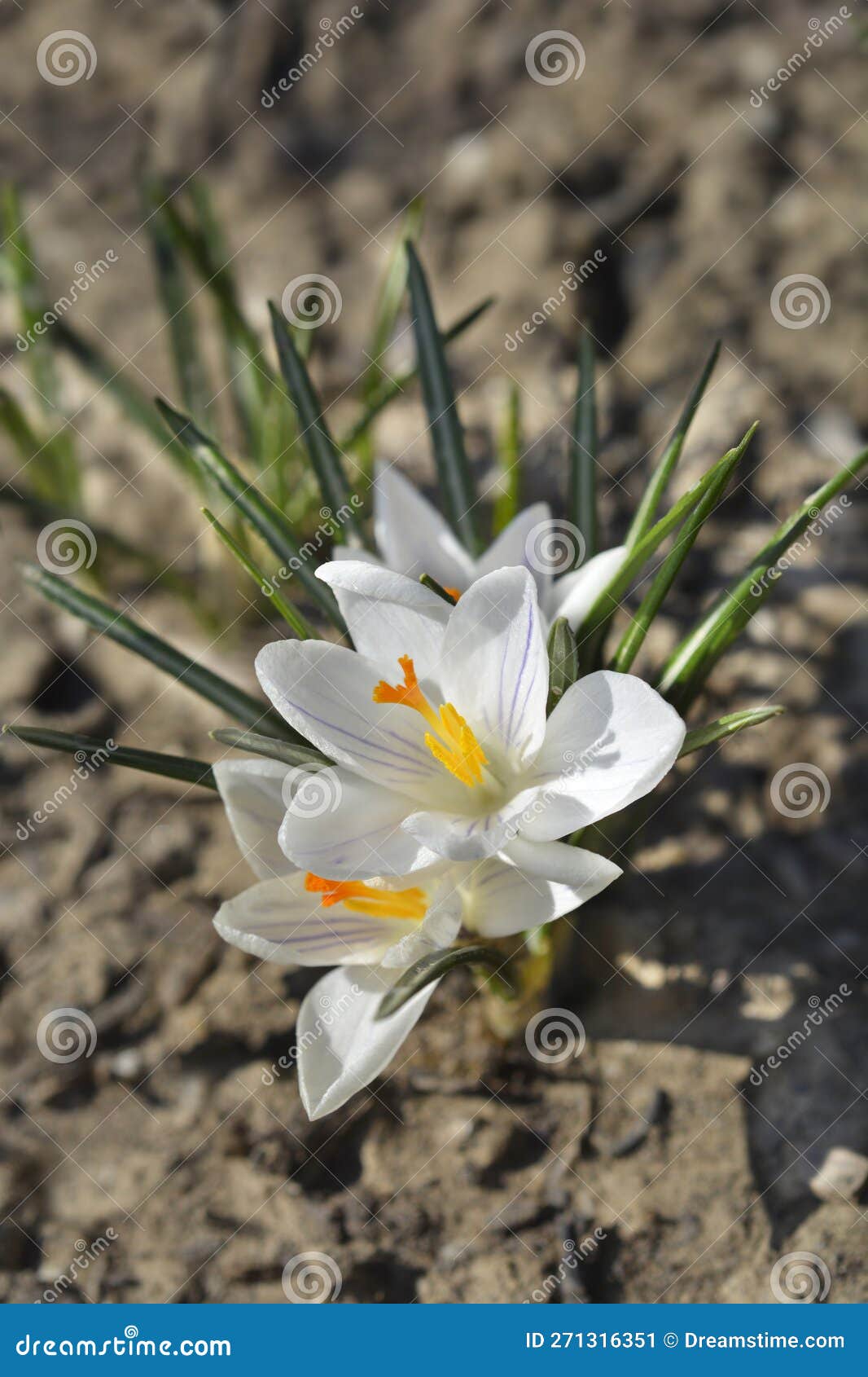 Dutch Crocus Jeanne d Arc stock image. Image of flowers - 271316351