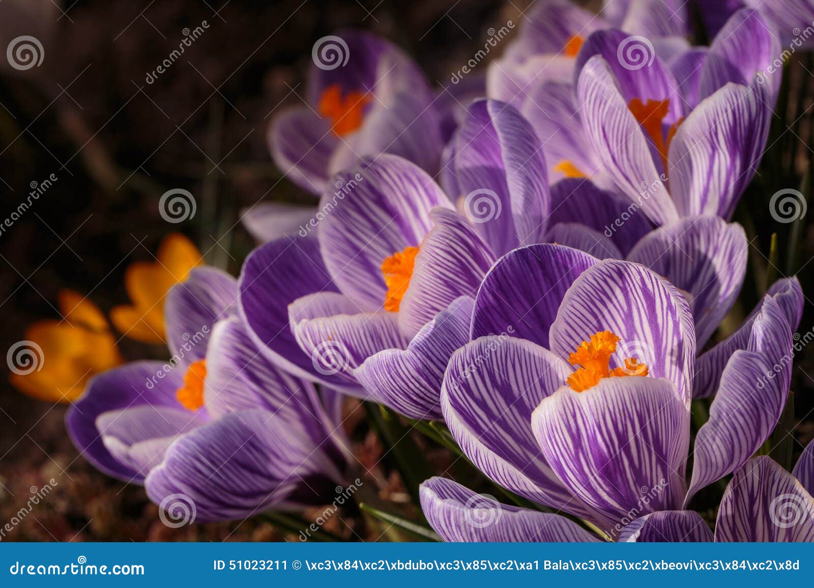 Dutch crocus stock image. Image of flower, landscape - 51023211