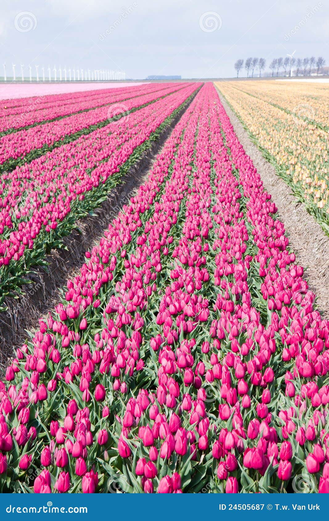 Dutch Cultivation of Tulip Flower Bulbs in Spring Stock Image - Image ...