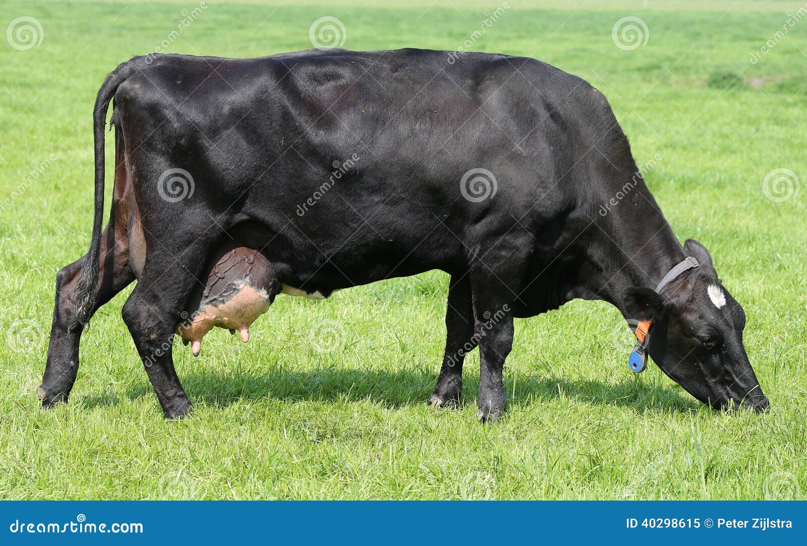 Dutch dairy cow grazing stock image. Image of cattle - 40298615