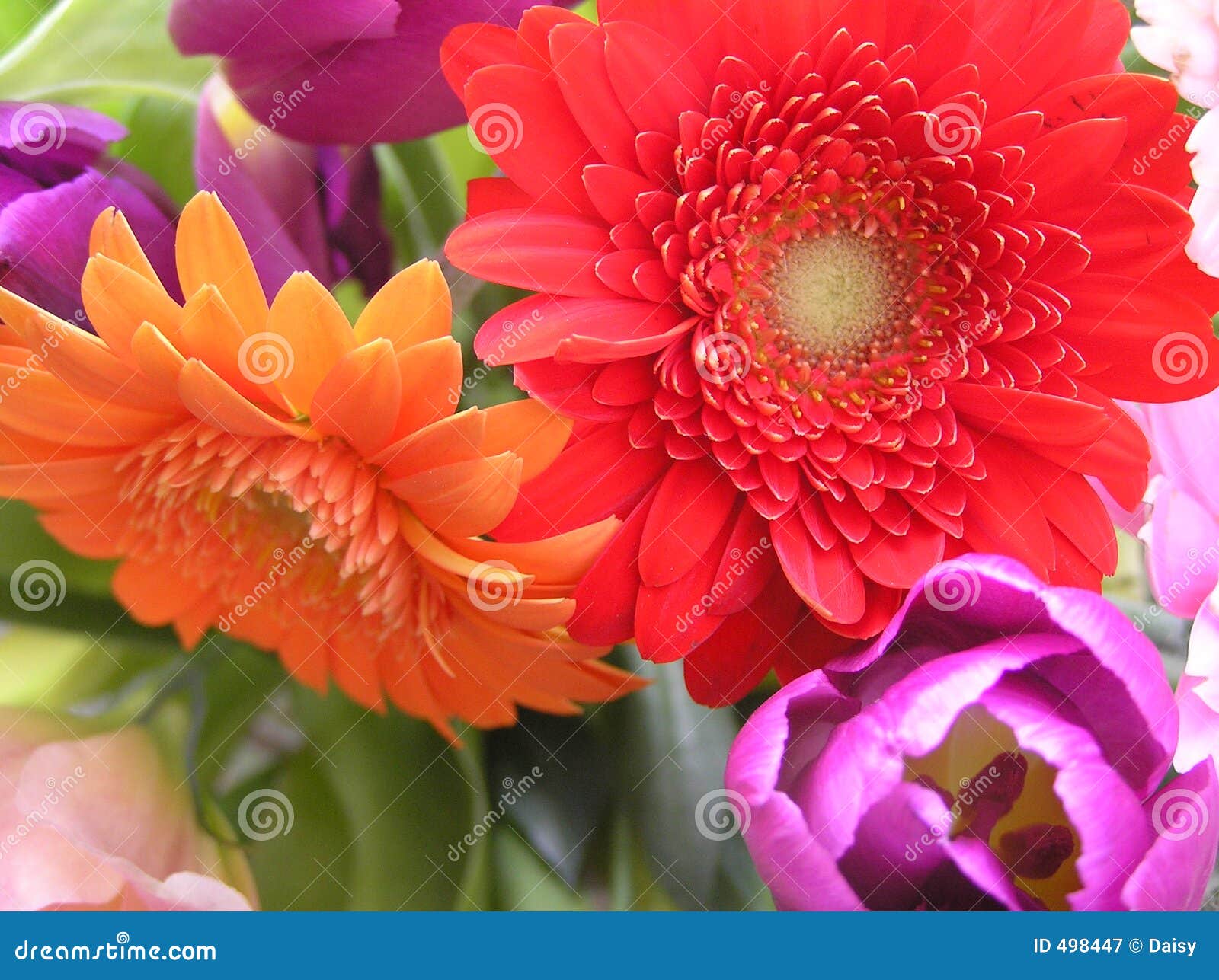 Dutch delights stock image. Image of bouquet, gerbera, colorful - 498447