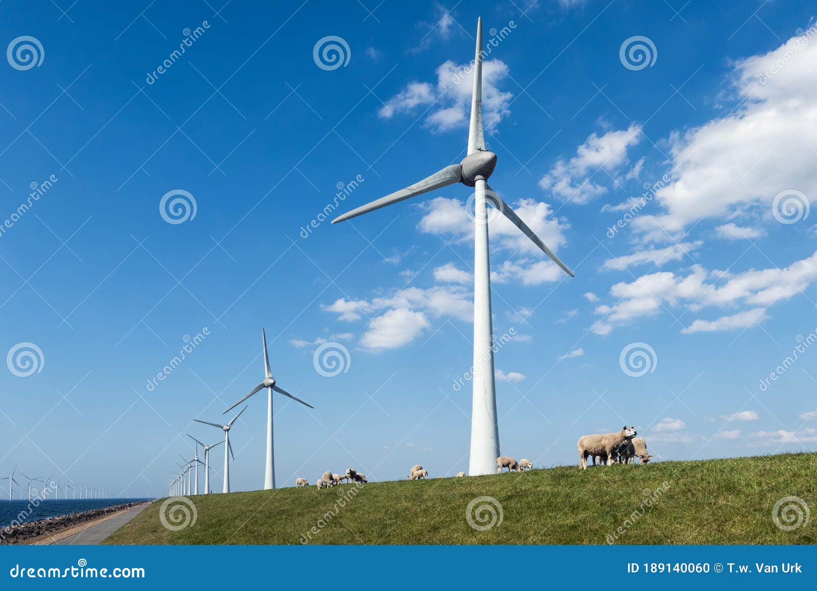 Dutch with Sheep and Wind Turbines Stock Photo - Image of field, nature ...