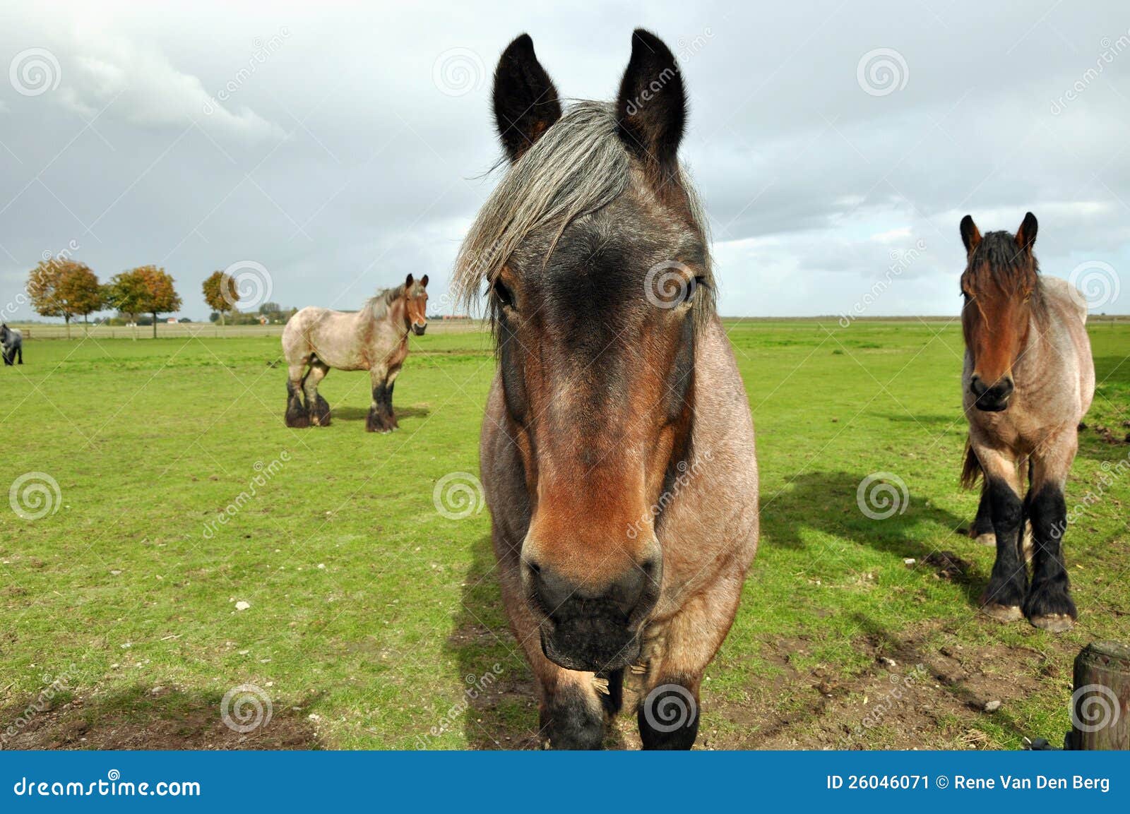 Dutch Draft Horses stock image. Image of brown, belgian - 26046071