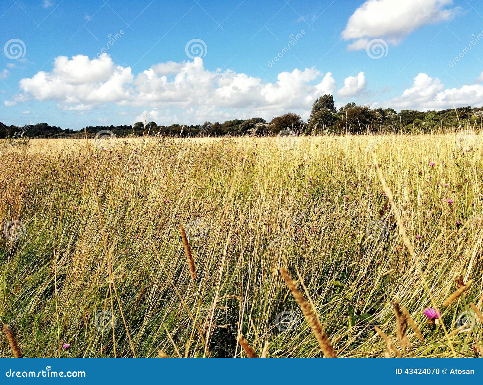 Dutch dune area stock photo. Image of dune, meadow, dutch - 43424070