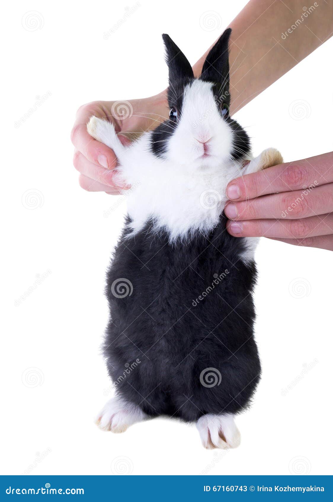 Dutch Dwarf Rabbit in Children S Hands. Visible Big Cheeks Stock Image ...