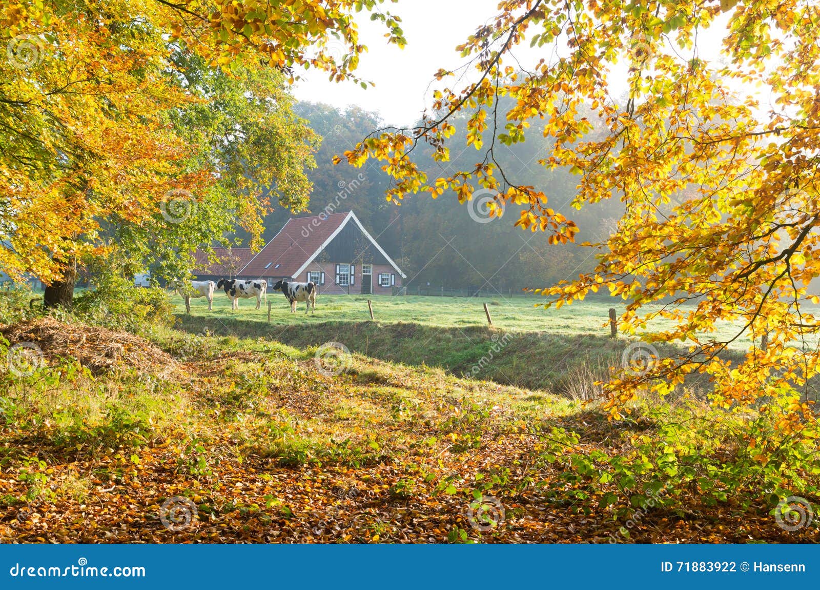 Dutch farm with cows stock photo. Image of looking, farming - 71883922
