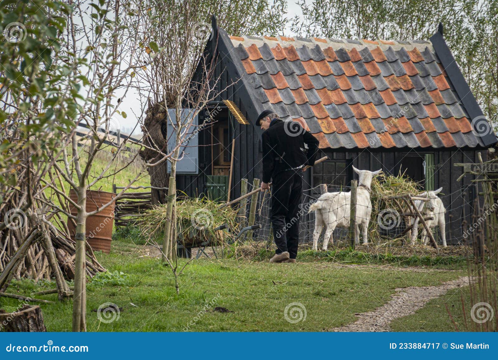 Dutch Farmer at Work on the Farm Editorial Photography - Image of ...