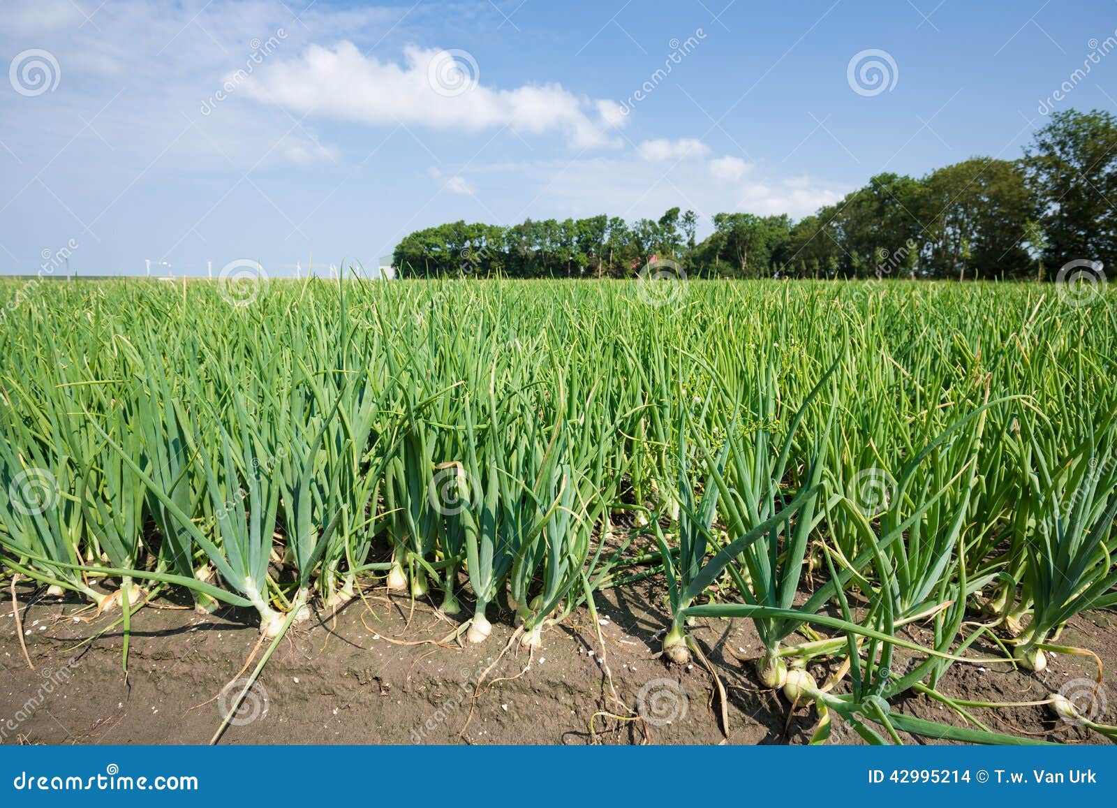 Dutch farmland with onions stock photo. Image of bulb - 42995214