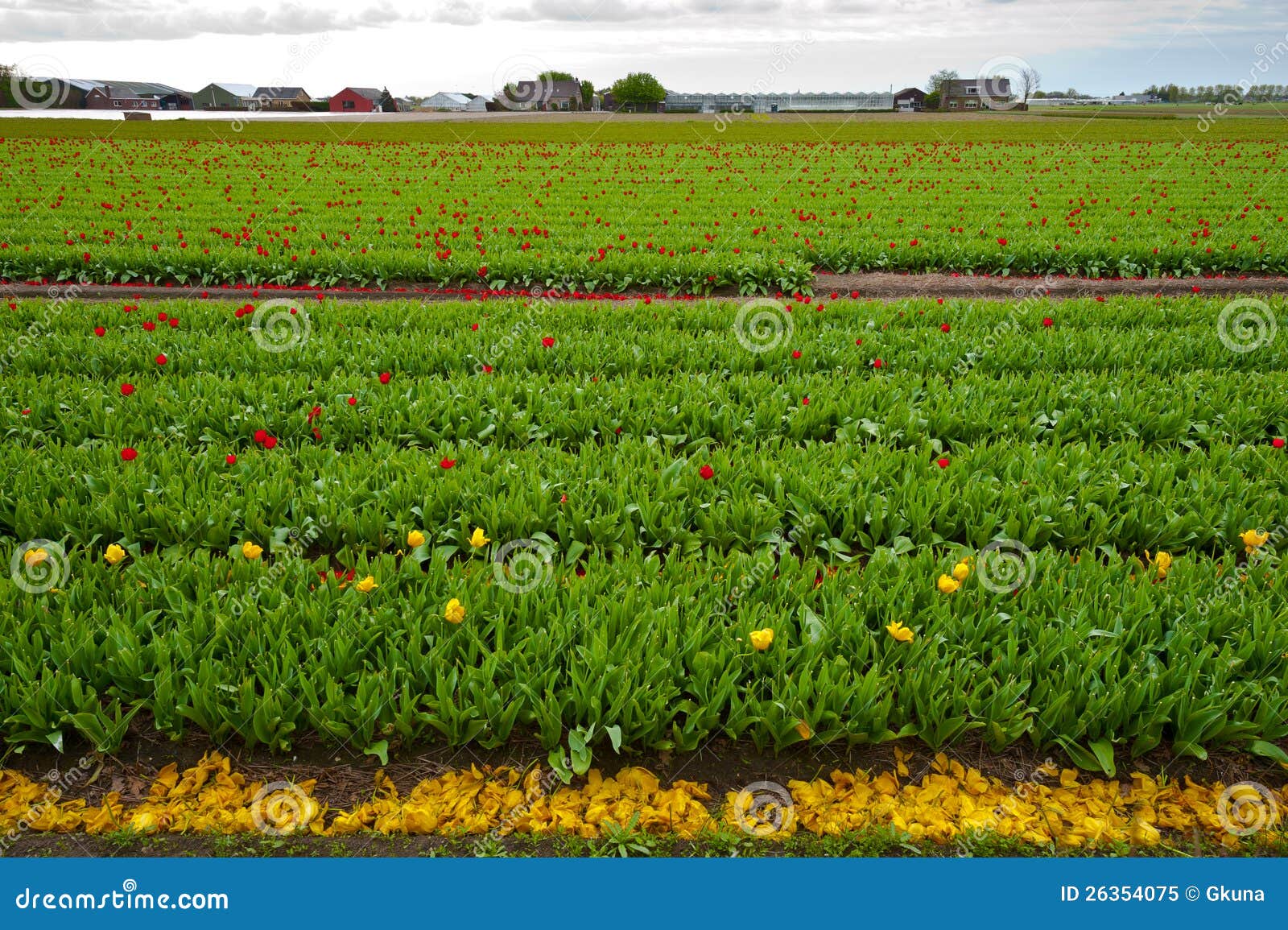 Dutch Fields stock image. Image of countryside, leaf - 26354075