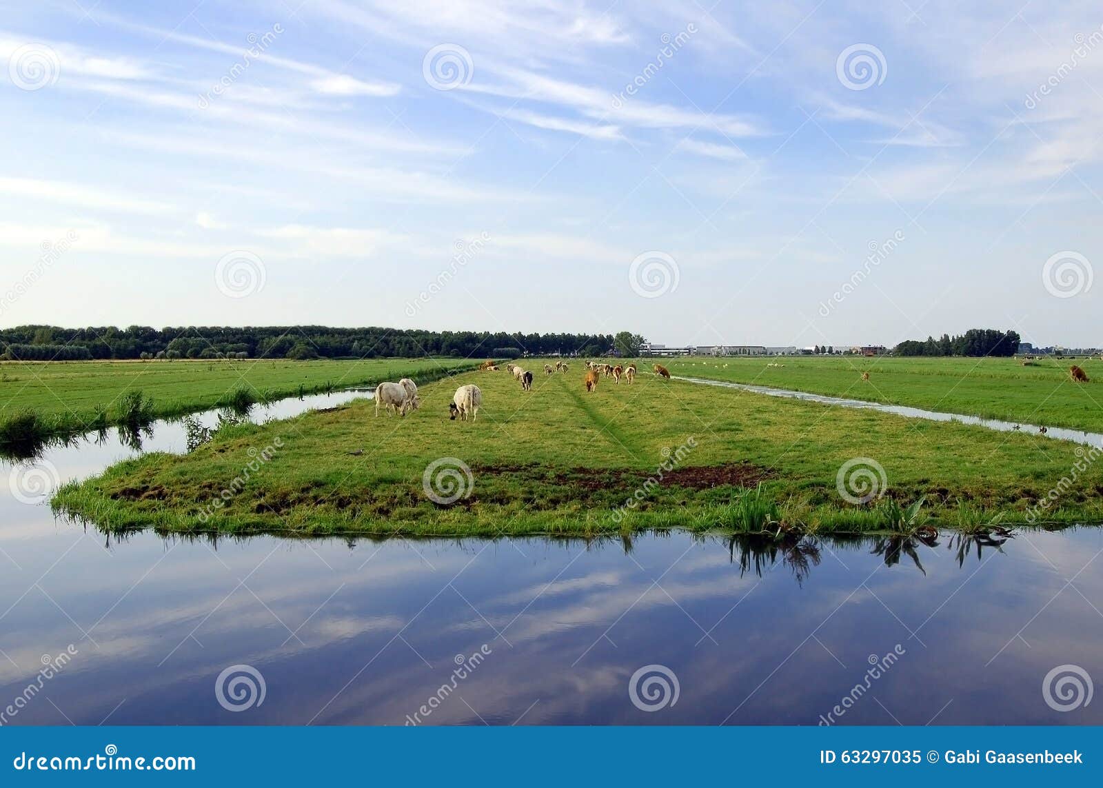 Dutch Flat Landscape with Cows and Grass Fields Stock Image - Image of ...