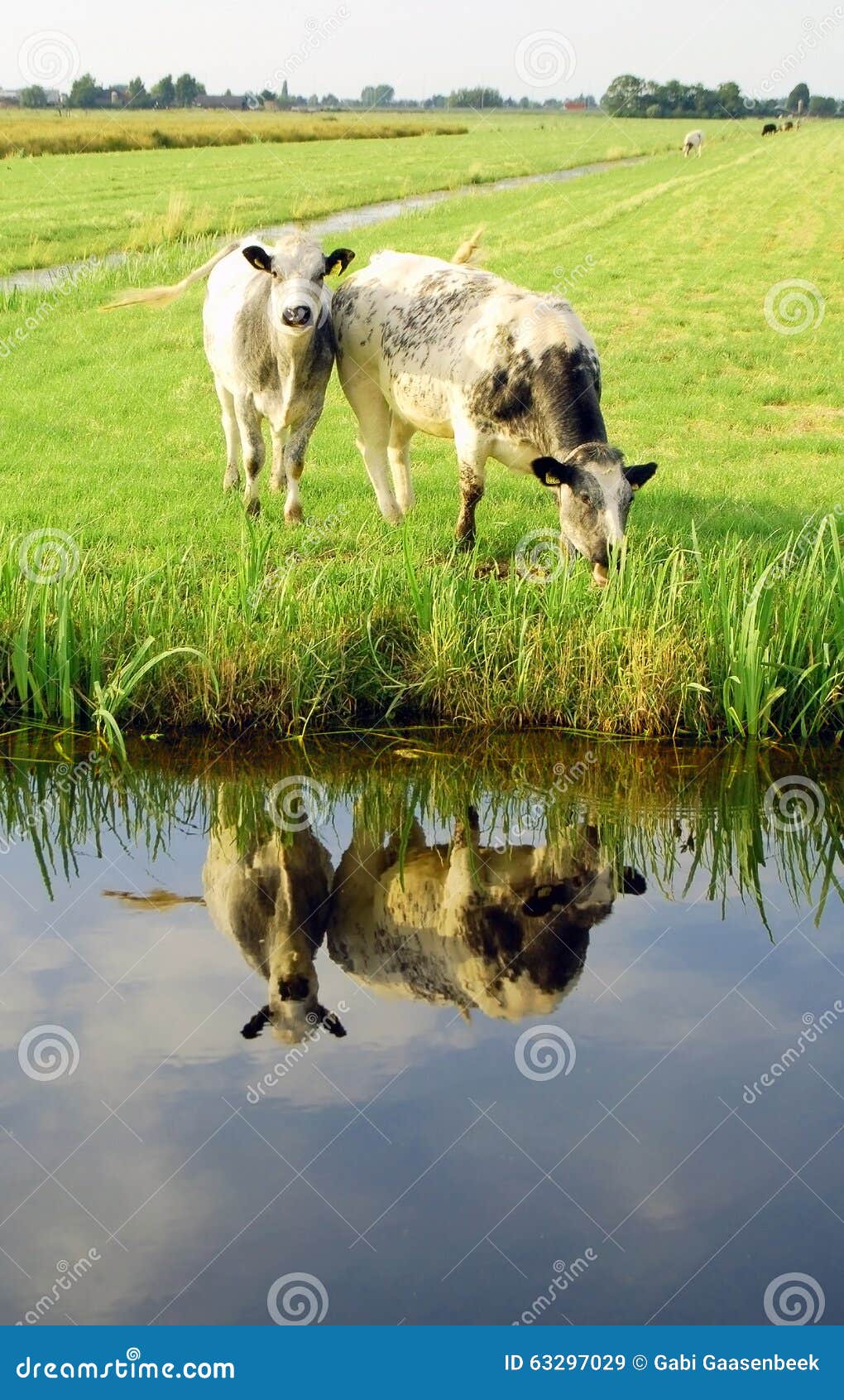 Dutch Flat Landscape with Cows and Grass Fields Stock Image - Image of ...