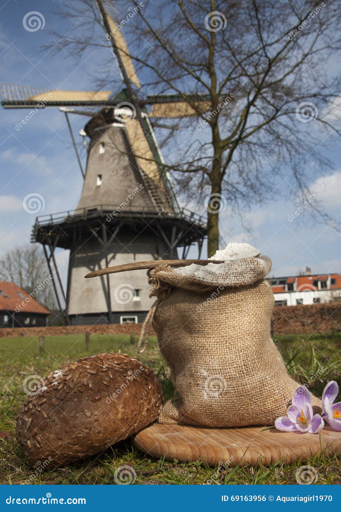 Dutch flour mill stock photo. Image of food, bread, healthy - 69163956