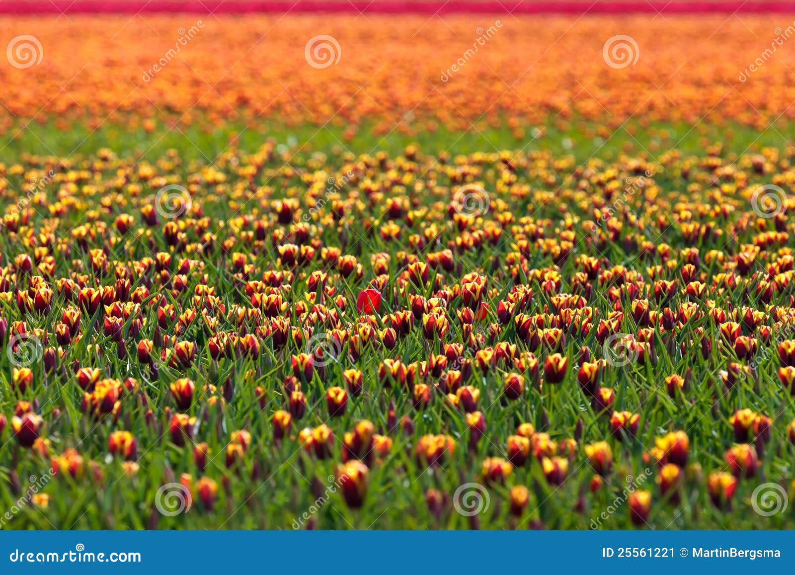 Dutch Flower Field with Colorful Tulips Stock Image - Image of nature ...