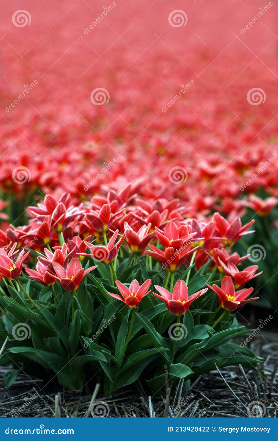Dutch flower fields stock photo. Image of color, dutch - 213920422