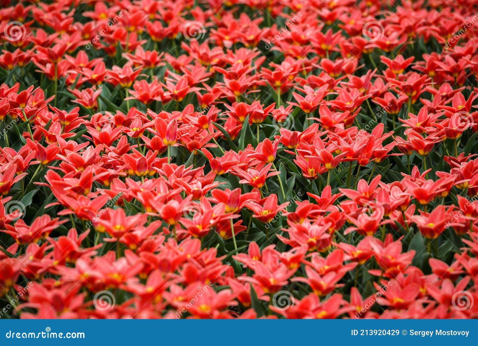 Dutch flower fields stock image. Image of farm, amsterdam - 213920429