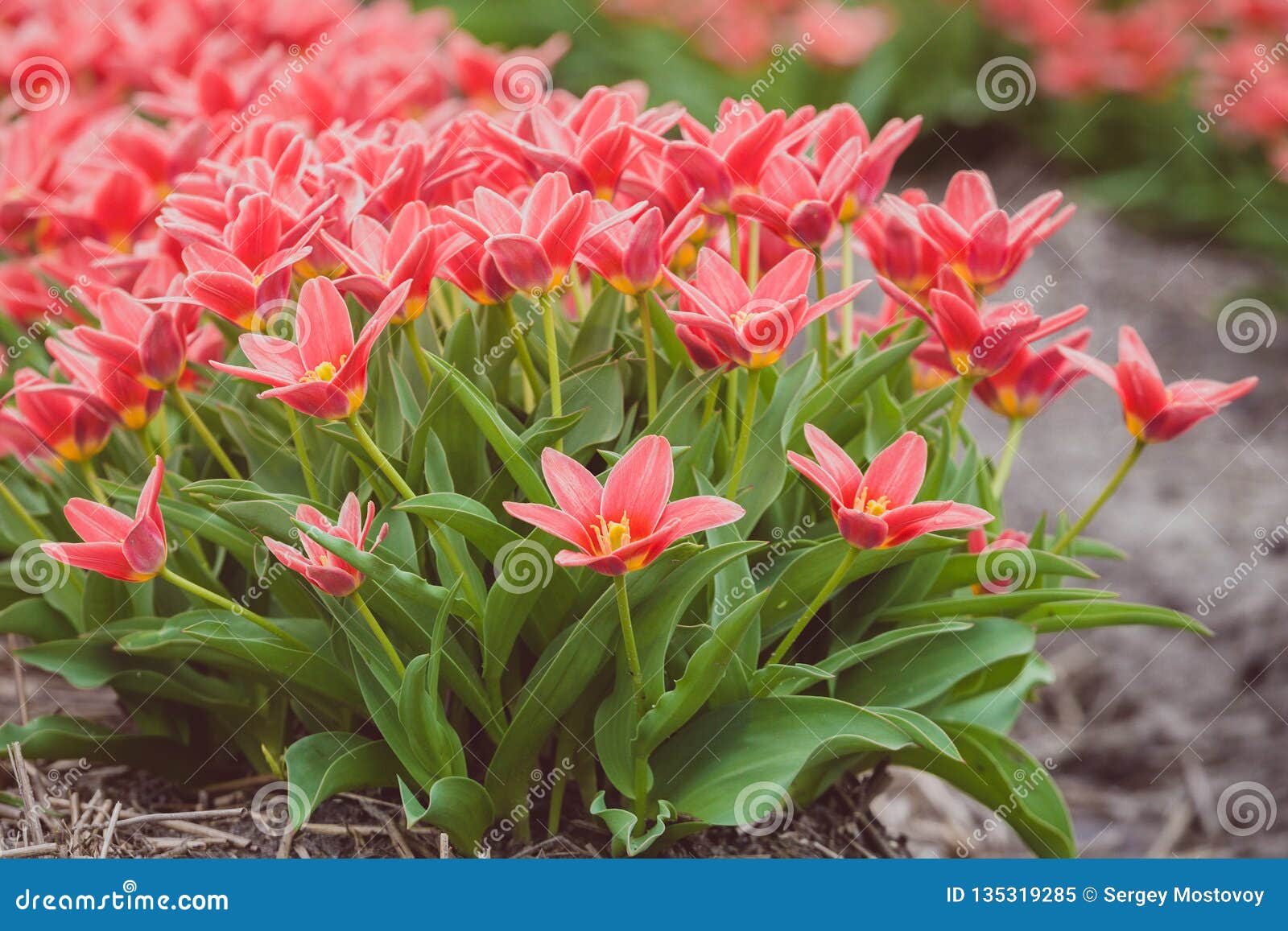 Dutch flower fields stock image. Image of dutch, field - 135319285