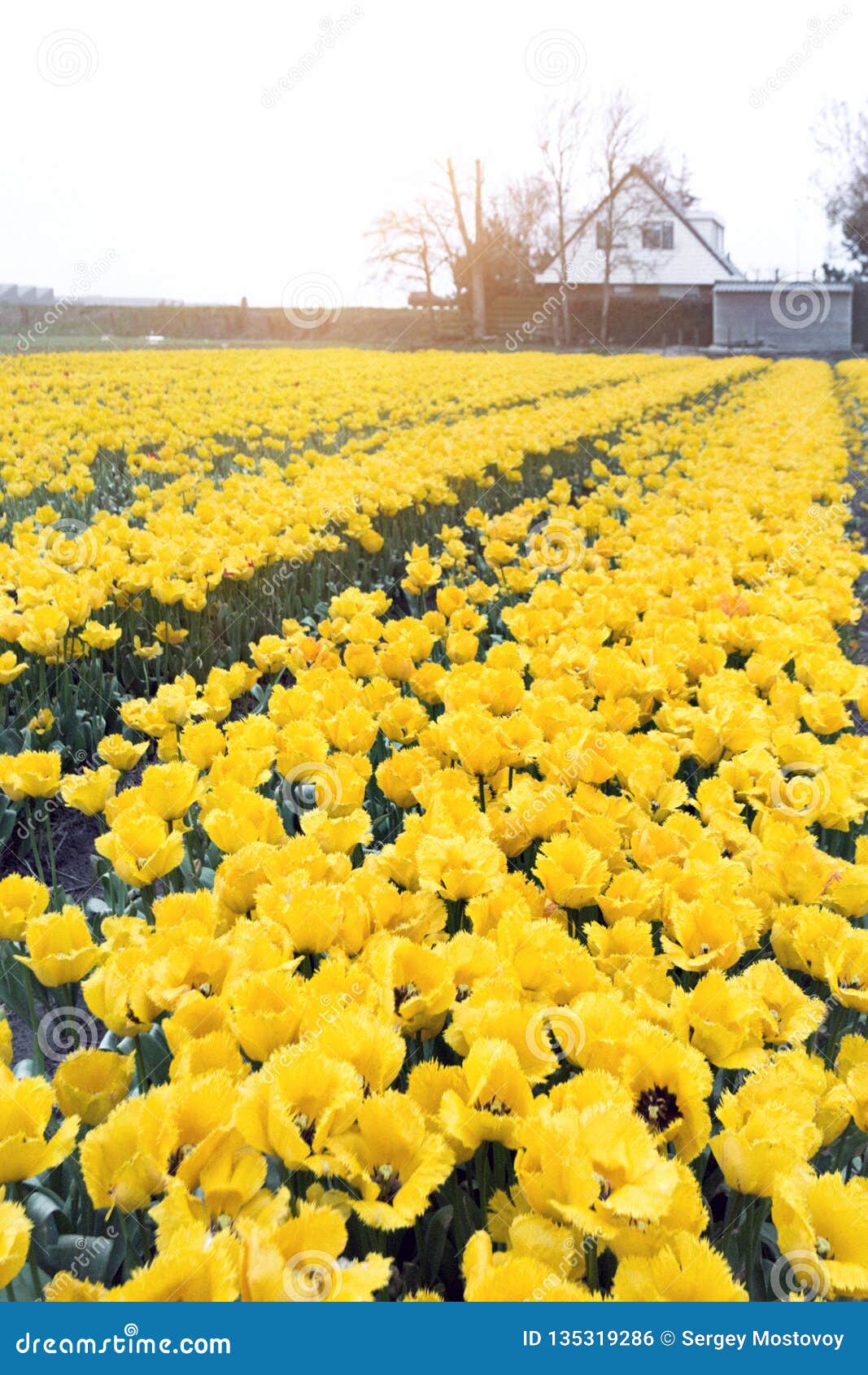 Dutch flower fields stock photo. Image of floral, blossom - 135319286