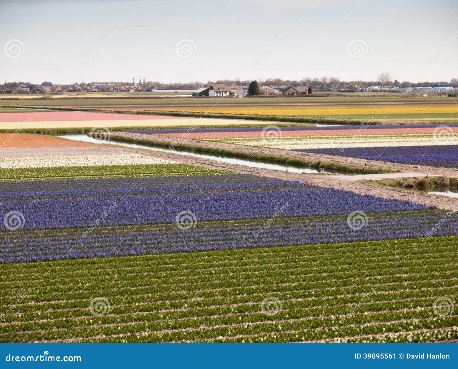 Dutch flower fields stock image. Image of tulips, lisse - 39095561