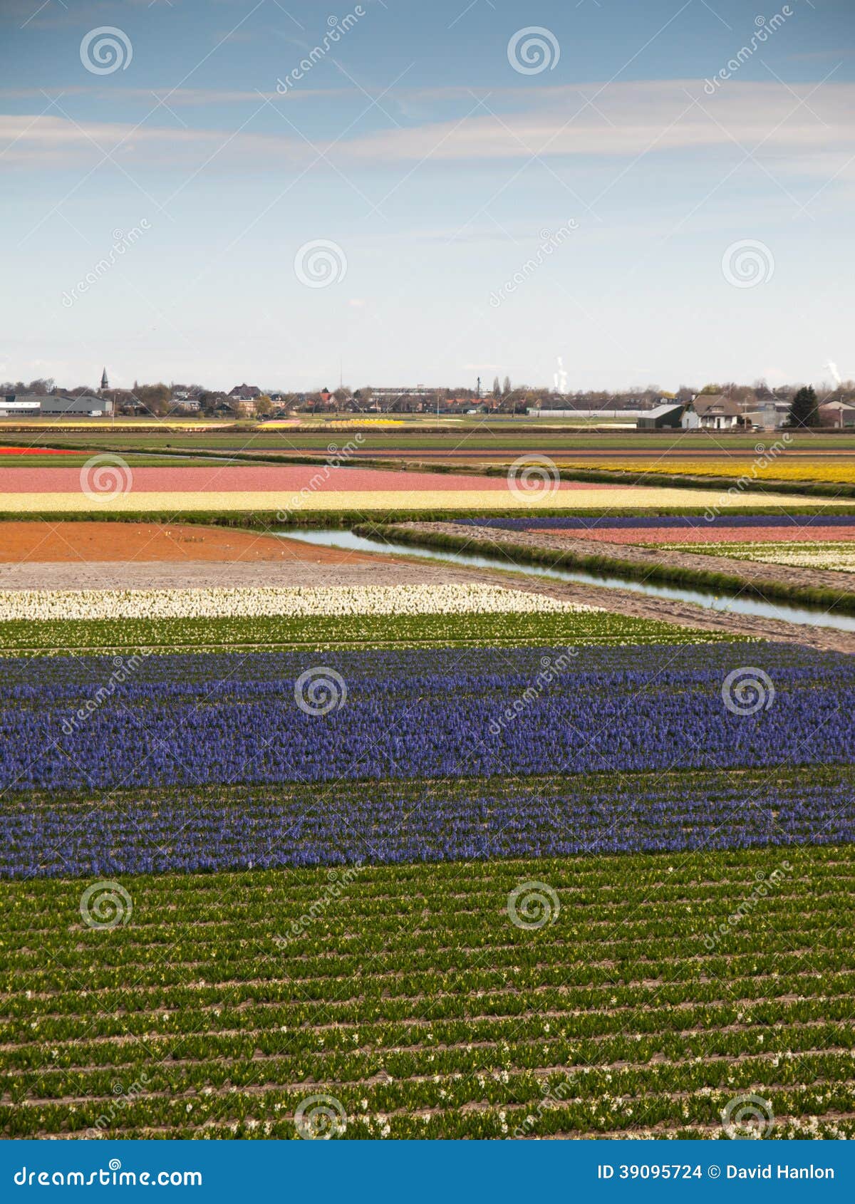 Dutch flower fields stock photo. Image of lisse, spring - 39095724