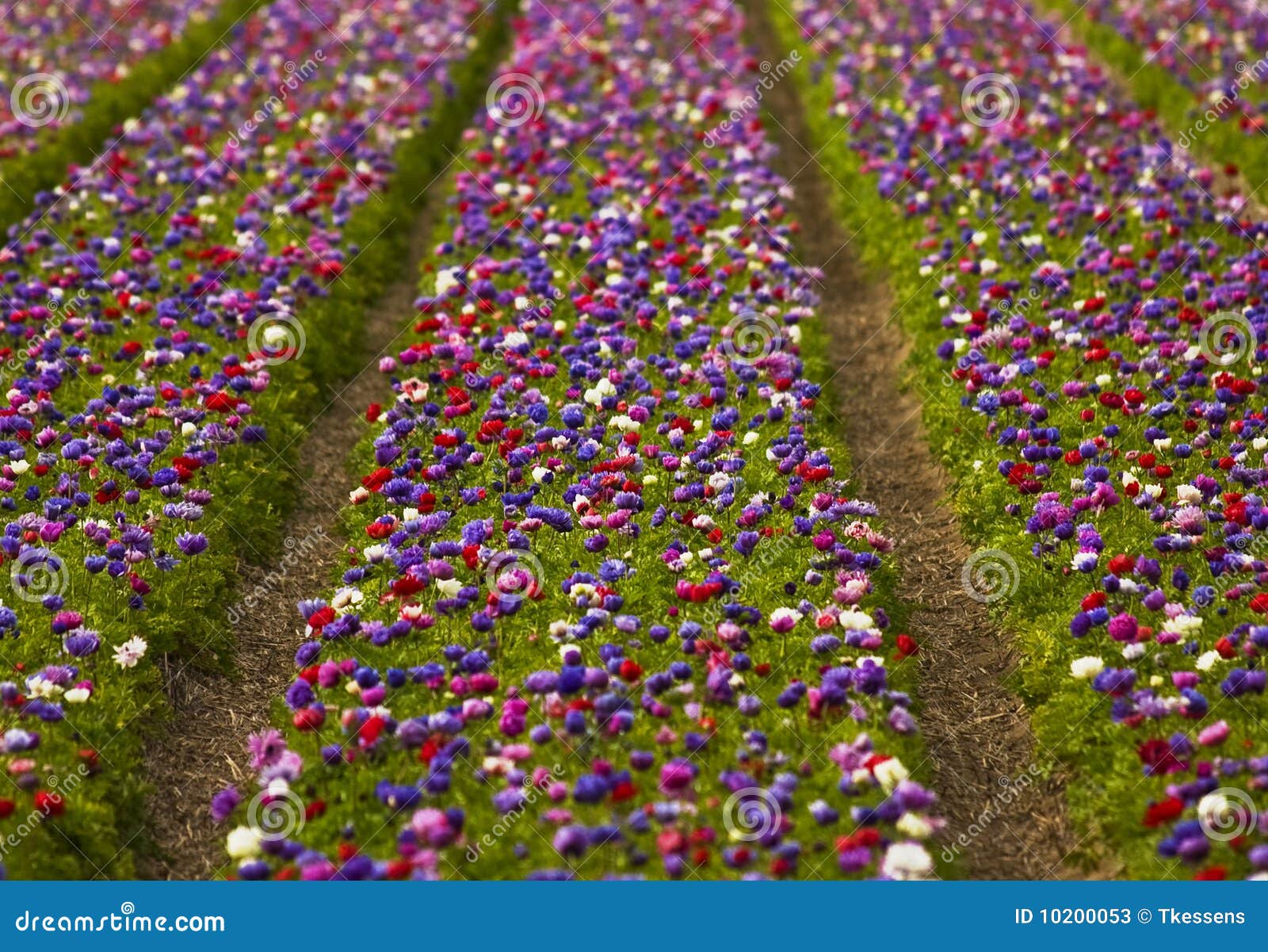 Dutch flowers stock image. Image of holland, bloembollen - 10200053
