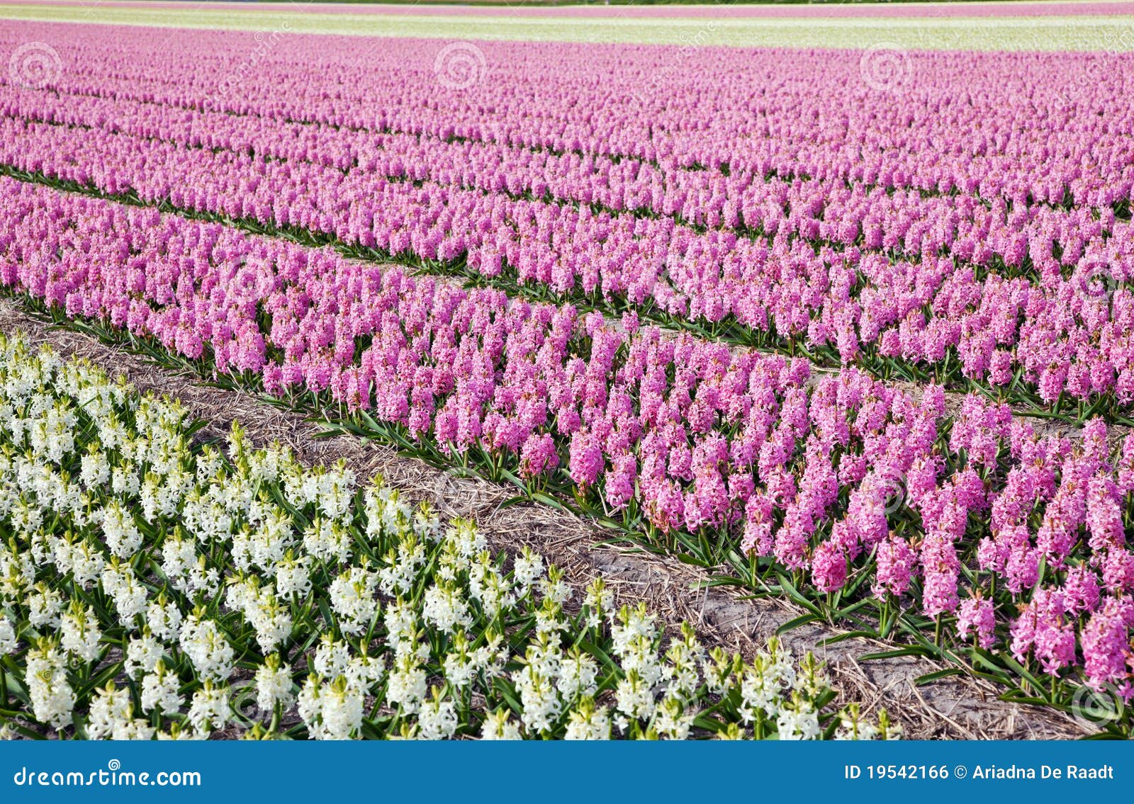 Dutch flowers stock photo. Image of landscape, pattern - 19542166
