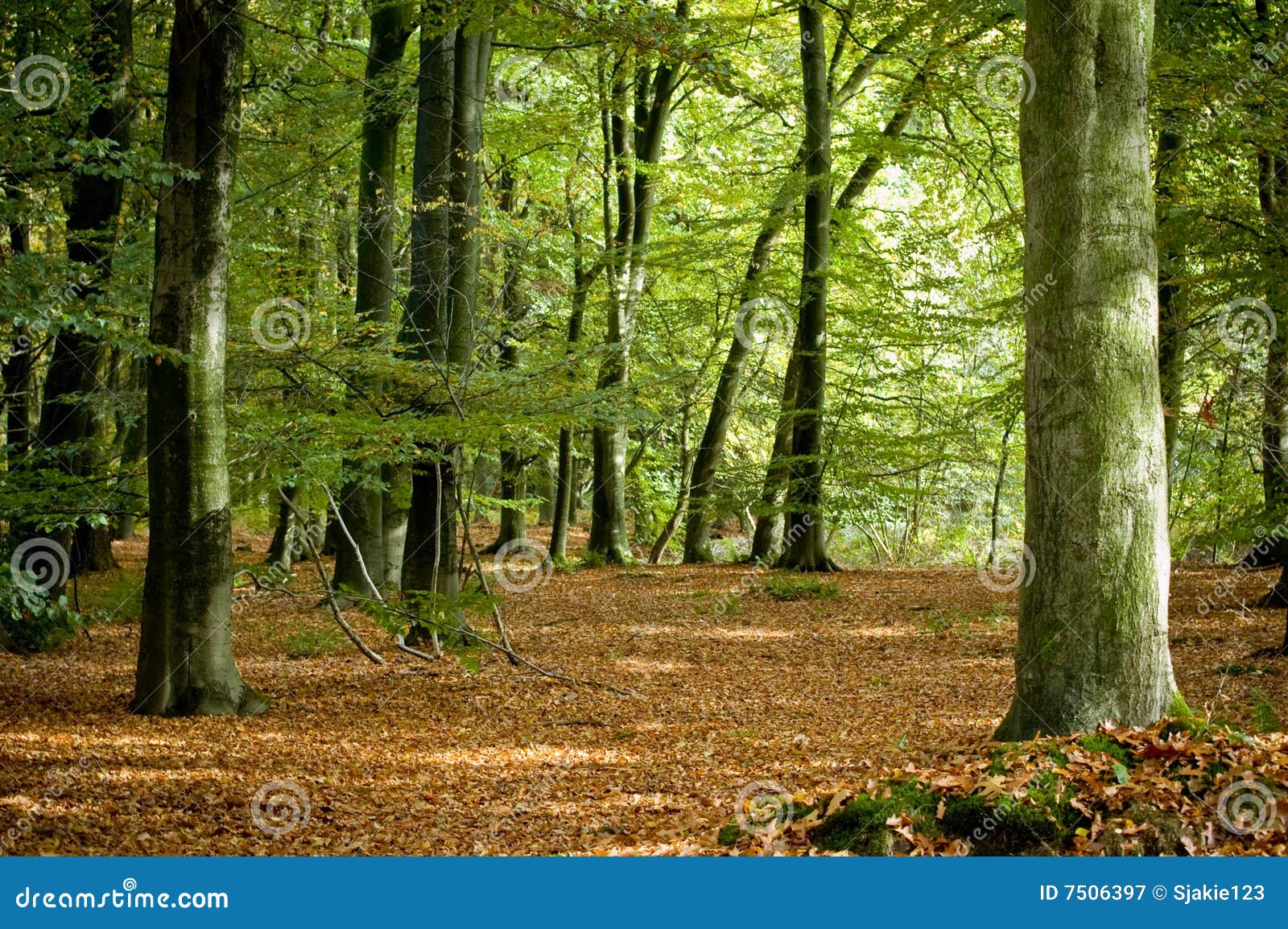 Dutch forest in autumn stock image. Image of beautiful - 7506397