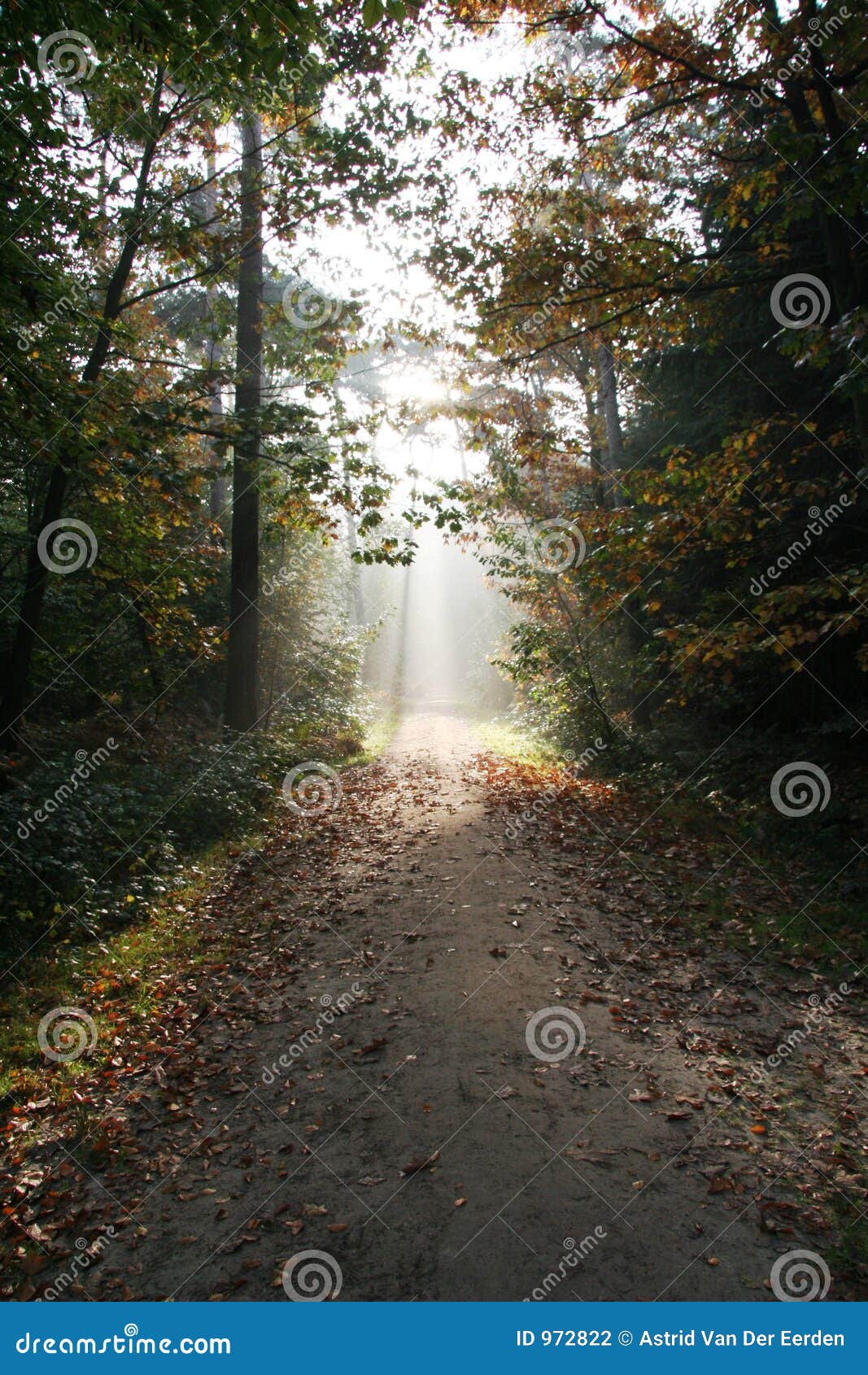 Dutch forest in autumn stock photo. Image of flora, tree - 972822