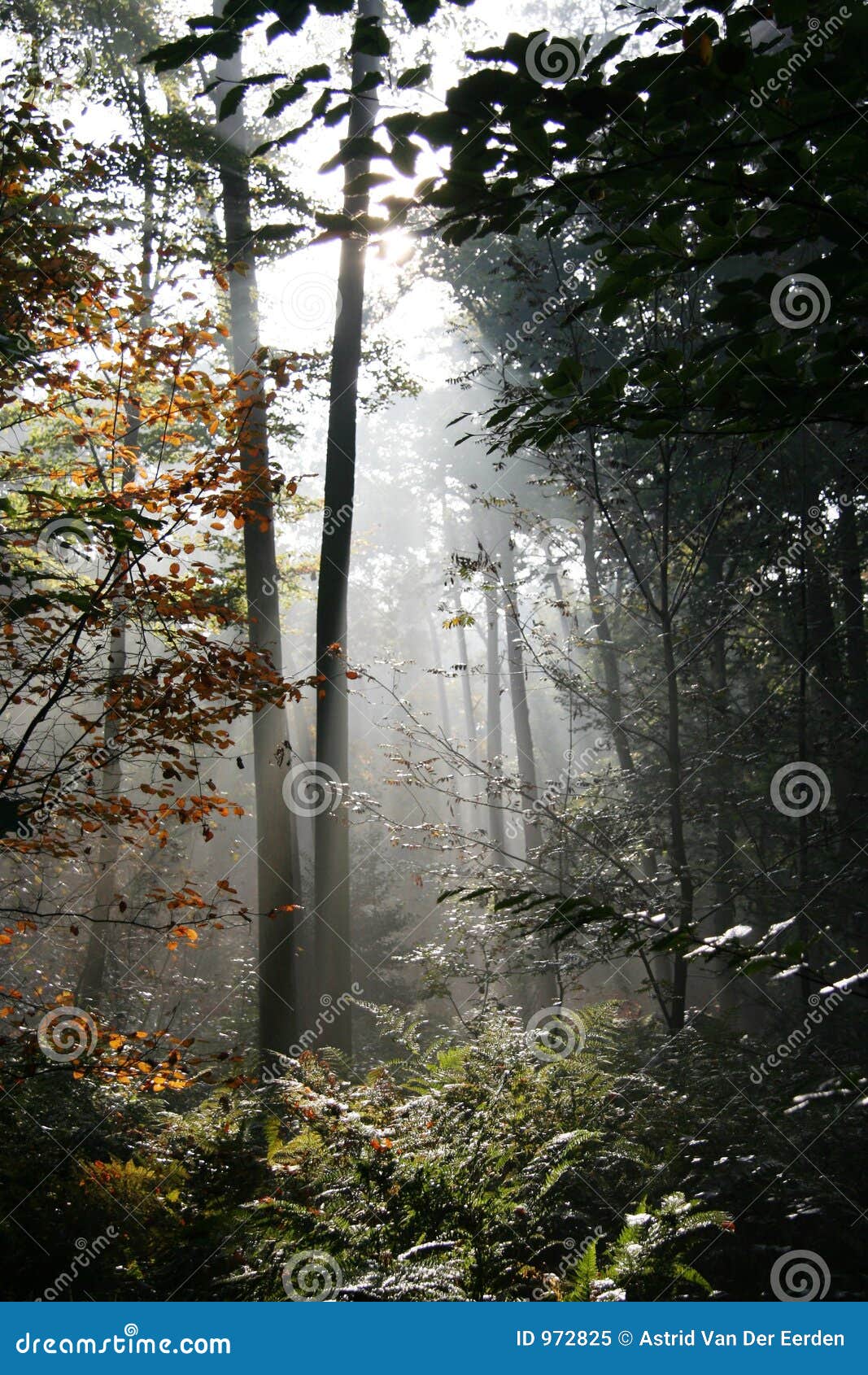 Dutch forest in autumn stock image. Image of biome, leaf - 972825