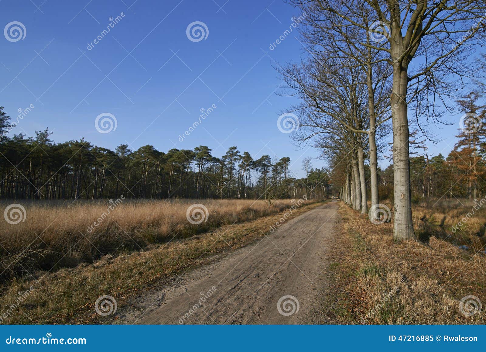 Dutch Forest in Autumn on a Sunny Day with Blue Sky and Beautiful Sun ...