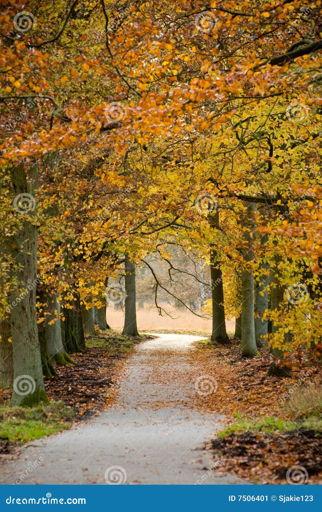 Dutch Forest in Autumn with a Trail Stock Image - Image of forest ...