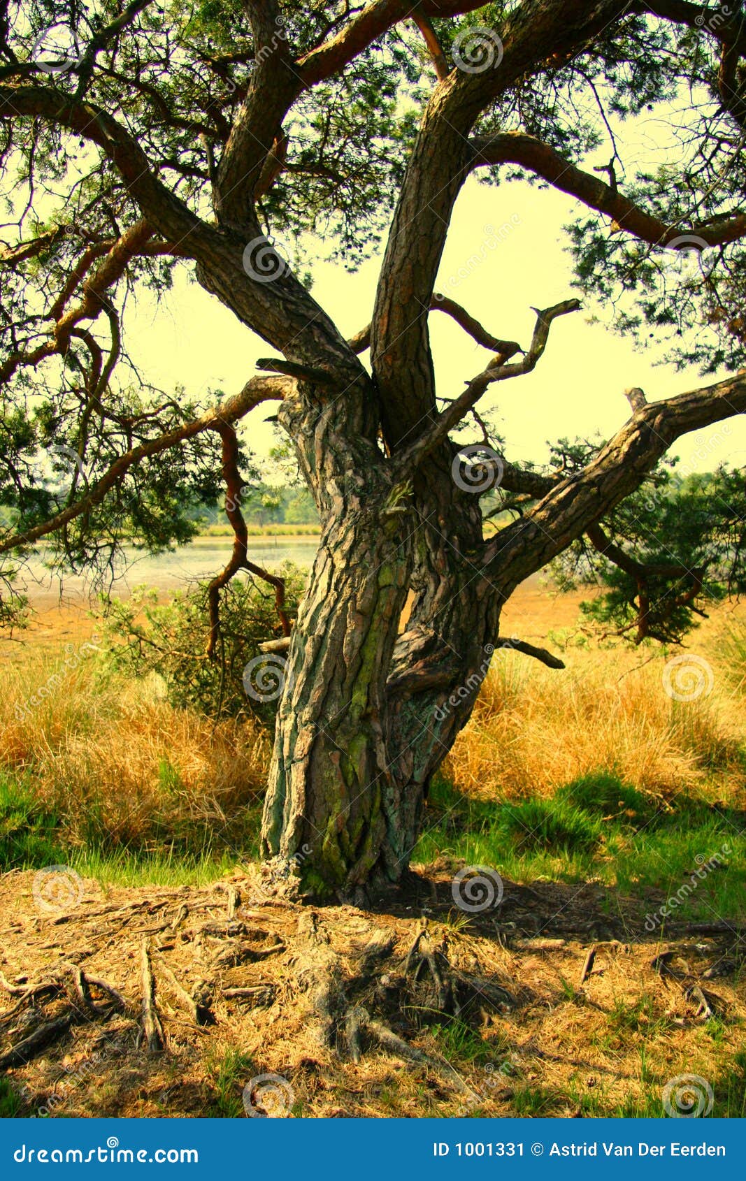 Dutch forest in summertime stock image. Image of summertime - 1001331