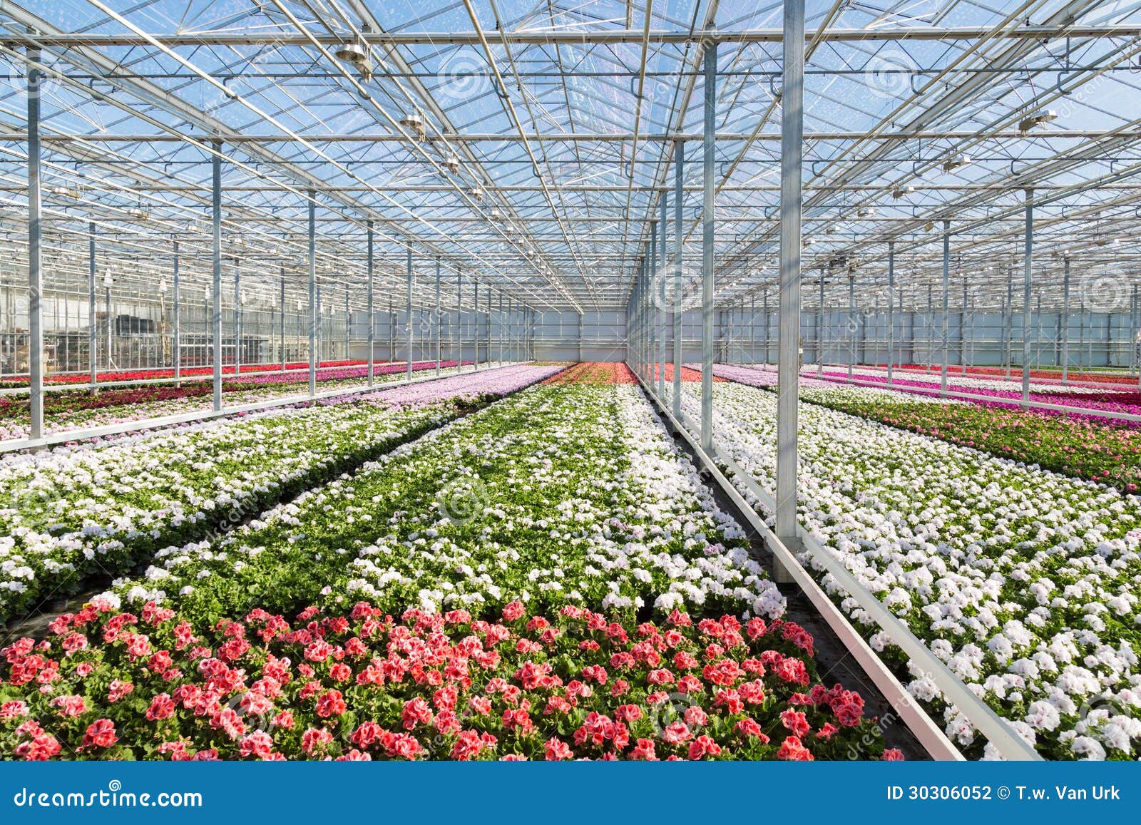Greenhouse with Colorful Geranium Plants Stock Photo - Image of growing ...