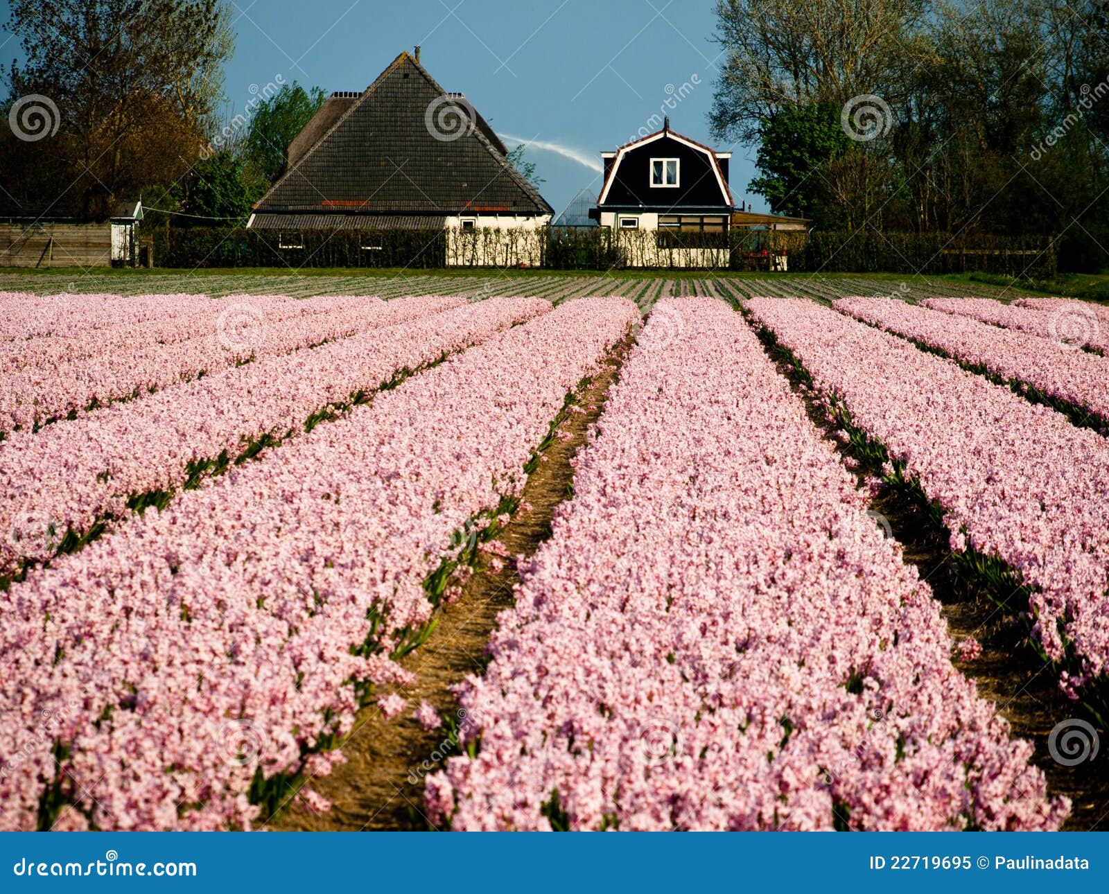 Dutch Landscape stock image. Image of hyacinth, pink - 22719695