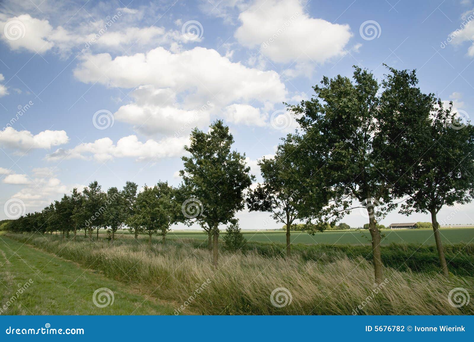 Dutch landscape stock photo. Image of farm, trees, grass - 5676782